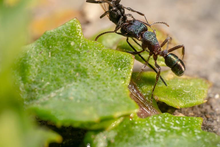 The 9 Most Dangerous Ants in the World - A-Z Animals