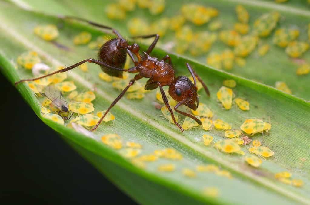 Aphids vs. Ants: 4 Key Differences to Know as They Emerge - A-Z Animals
