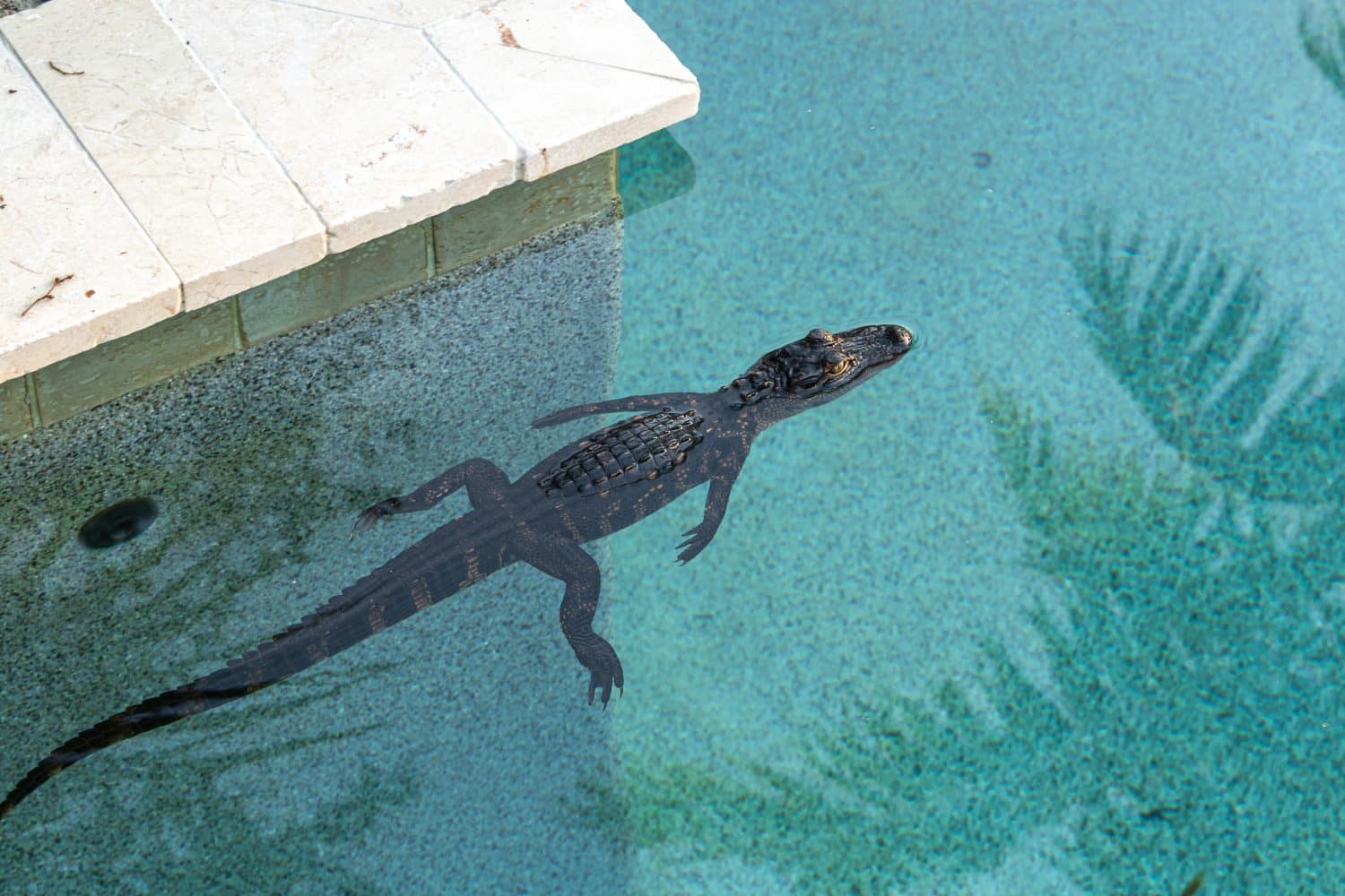 The 18 Weirdest Places Alligators Have Been Found in America - A-Z Animals