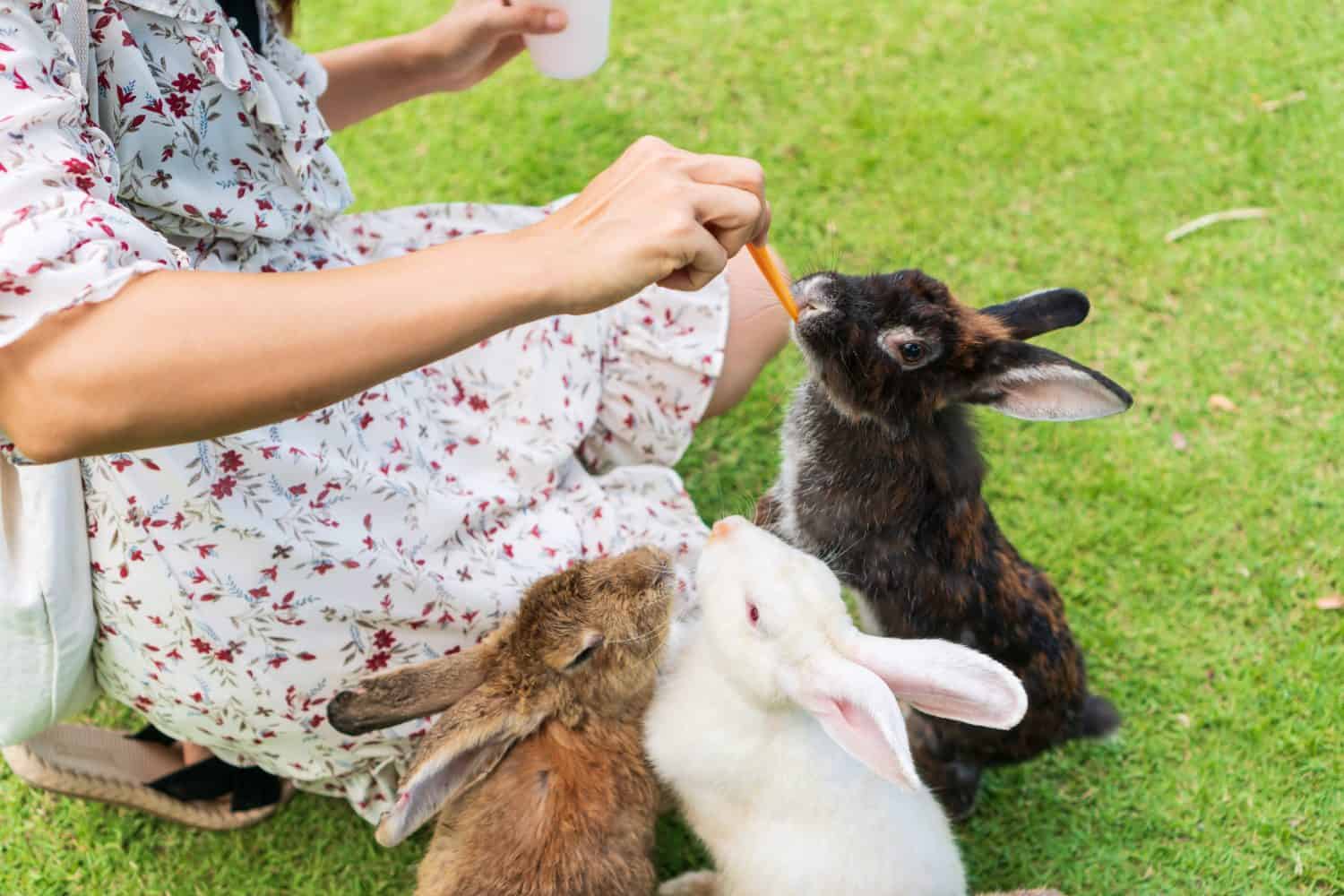 8 Steps to Take to Successfully Get a Bunny to Come to You - A-Z Animals