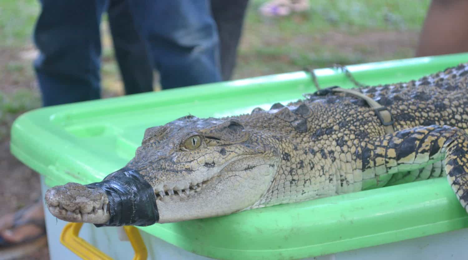 The 18 Weirdest Places Alligators Have Been Found in America - A-Z Animals