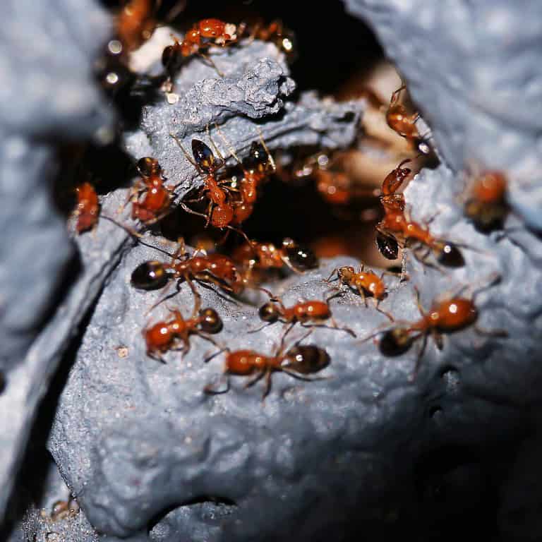 Why Do Fire Ants Construct Massive Body Bridges? - A-Z Animals