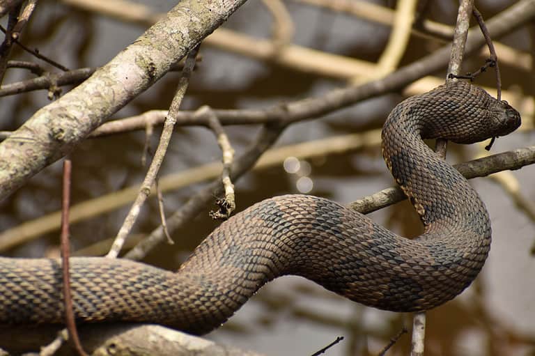 The 40 Coolest Facts About Snakes - A-Z Animals Slideshows