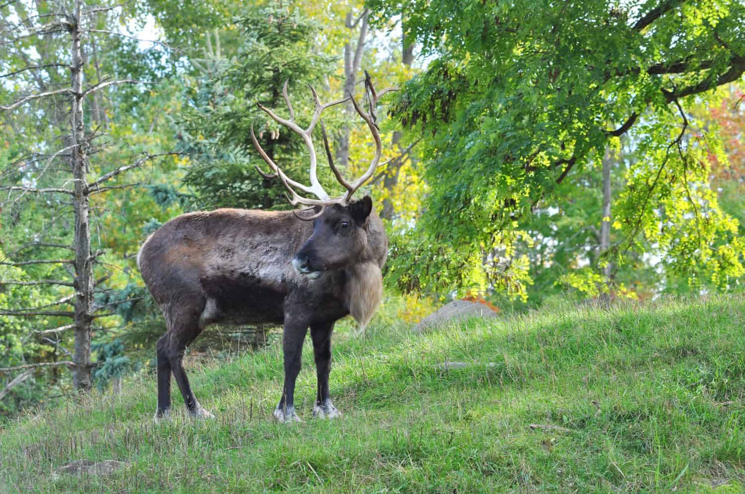 Unveiling the Mystery: Why Both Male and Female Reindeer Grow Antlers ...
