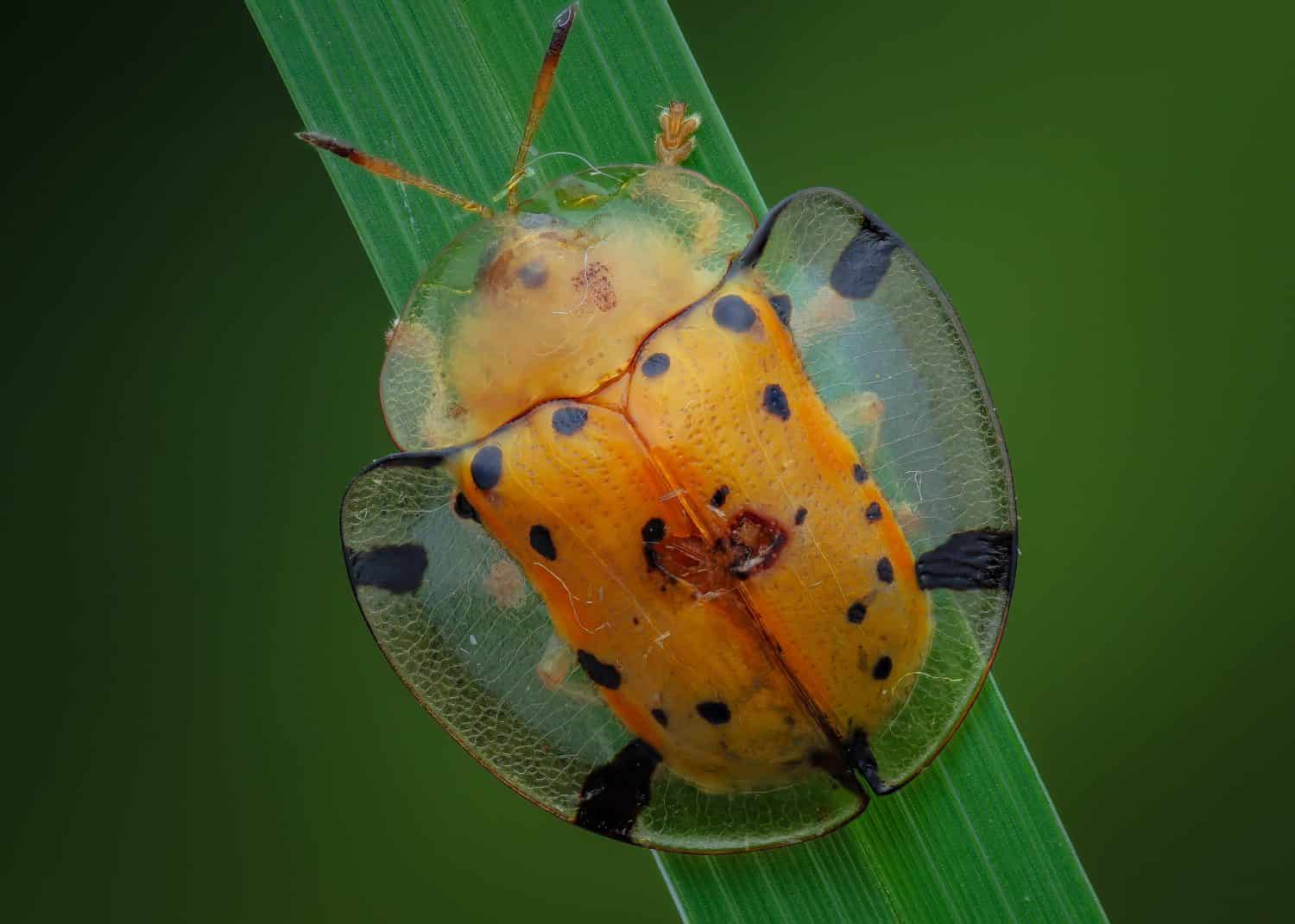 14 Amazing Transparent Animals - A-Z Animals