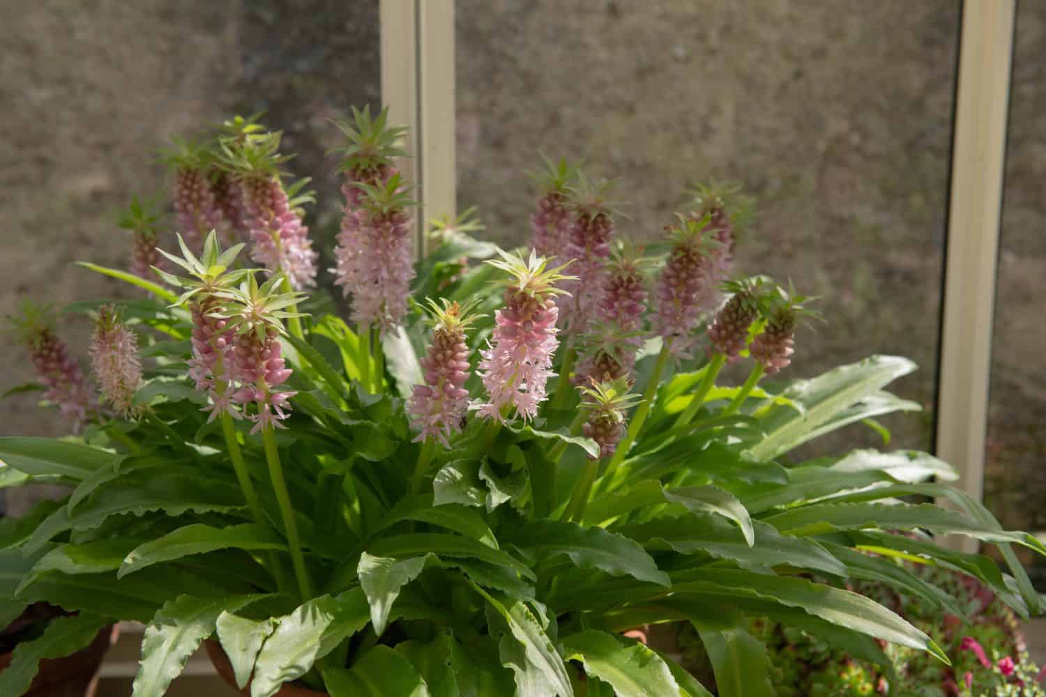 9 Stinky Houseplants that Make Your House Smell Terrible - A-Z Animals