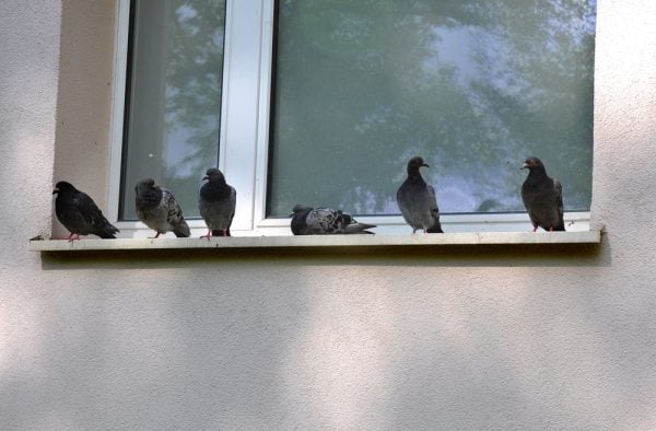 8 Methods for Getting Rid of Pigeons Naturally - A-Z Animals