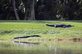 The 3 Most Alligator-Infested Rivers in Mississippi - A-Z Animals