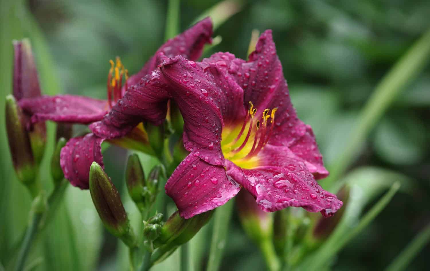 11 Beautiful Purple Flowers and Plants That Attract Hummingbirds - A-Z ...
