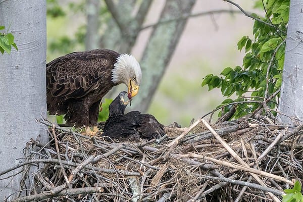 This Beloved Theme Park Is Also a Leading Force in Raptor Conservation ...