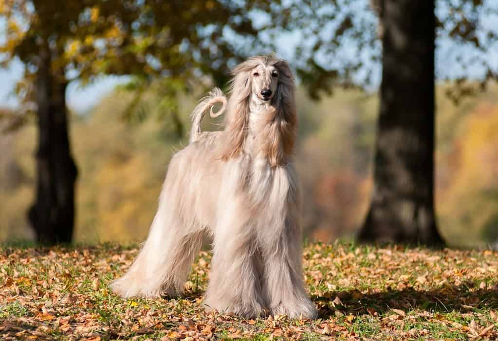 Afghan Hound Prices in 2024: Purchase Cost, Vet Bills, and More! - A-Z ...