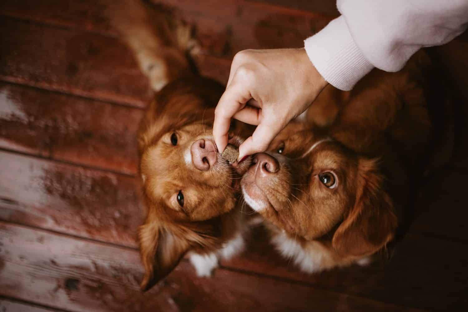 A Comprehensive Guide to Navigating Your Dog's Pregnancy - A-Z Animals