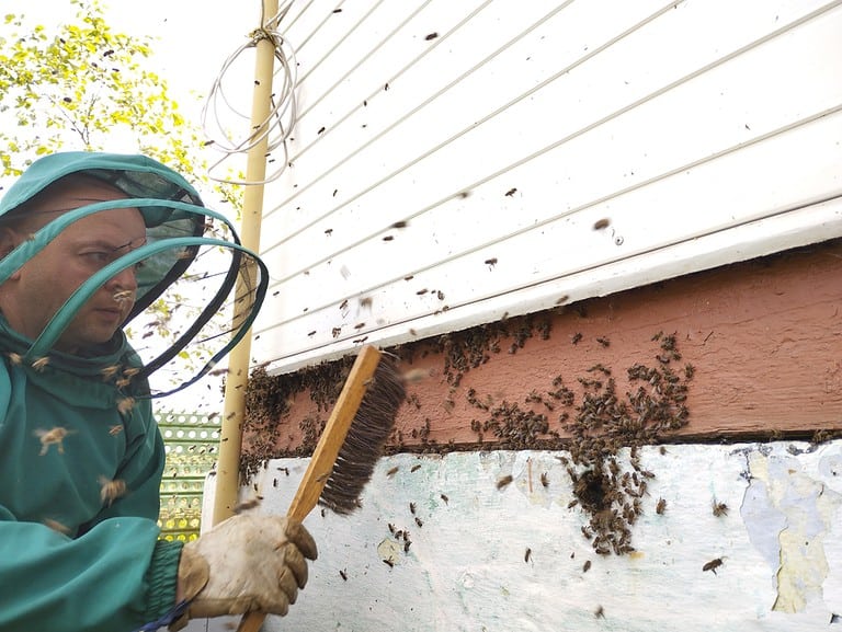 How to Instantly Get Rid of Bees in a Wall - A-Z Animals