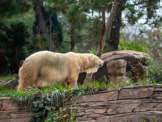 Meet the Intriguing Pizzly Bear - A-Z Animals Slideshows