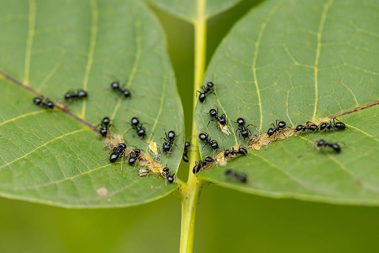 What Do Aphids Look Like? - A-Z Animals