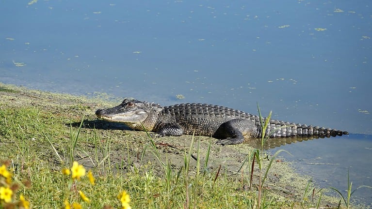 Watch a Huge Alligator Death Roll to Avoid Capture - A-Z Animals
