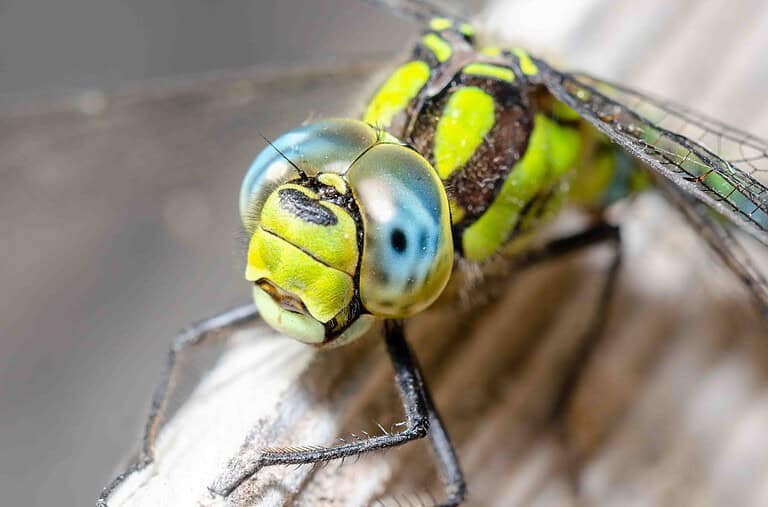 Do Dragonflies Bite or Sting People? 5 Critical Things to Know - A-Z ...