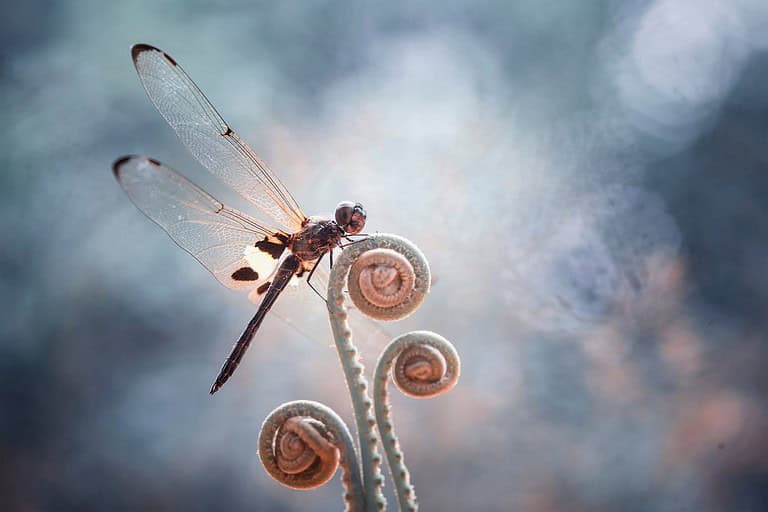 Do Dragonflies Bite or Sting People? 5 Critical Things to Know - A-Z ...