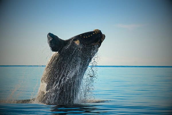 The Latest Whale Species Facing Extinction and What's NOT Being Done to ...