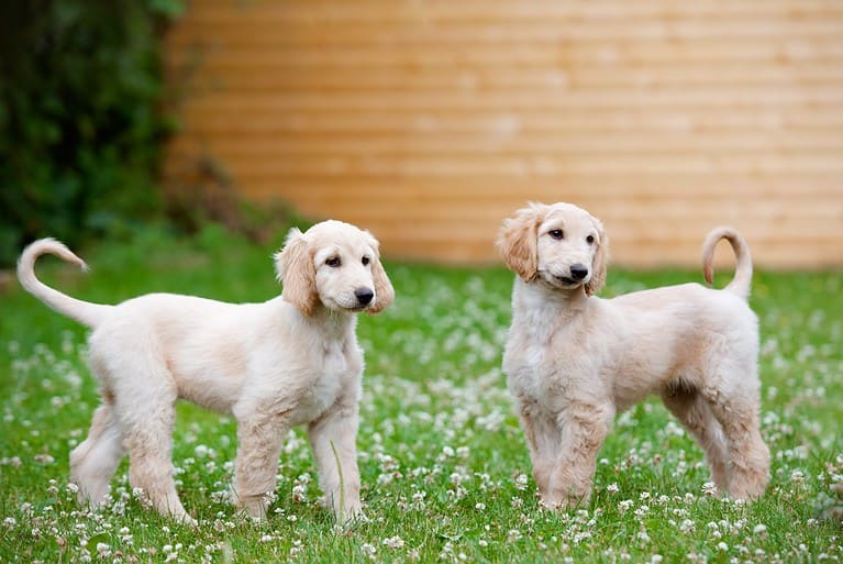 Afghan Hound Prices in 2024: Purchase Cost, Vet Bills, and More! - A-Z ...