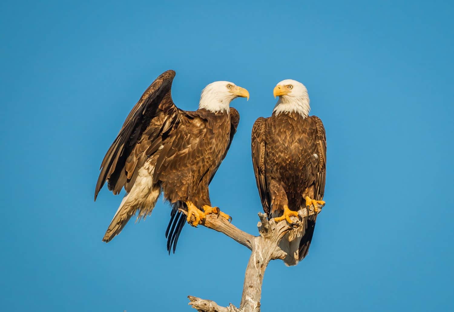 These Enormous Eagles Are the True Kings and Queens of the Sky - A-Z ...