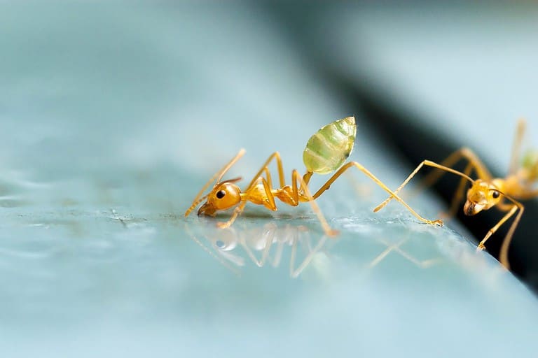 The 9 Most Dangerous Ants in the World - A-Z Animals