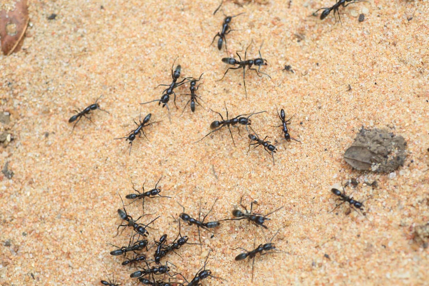 The 9 Most Dangerous Ants in the World - A-Z Animals