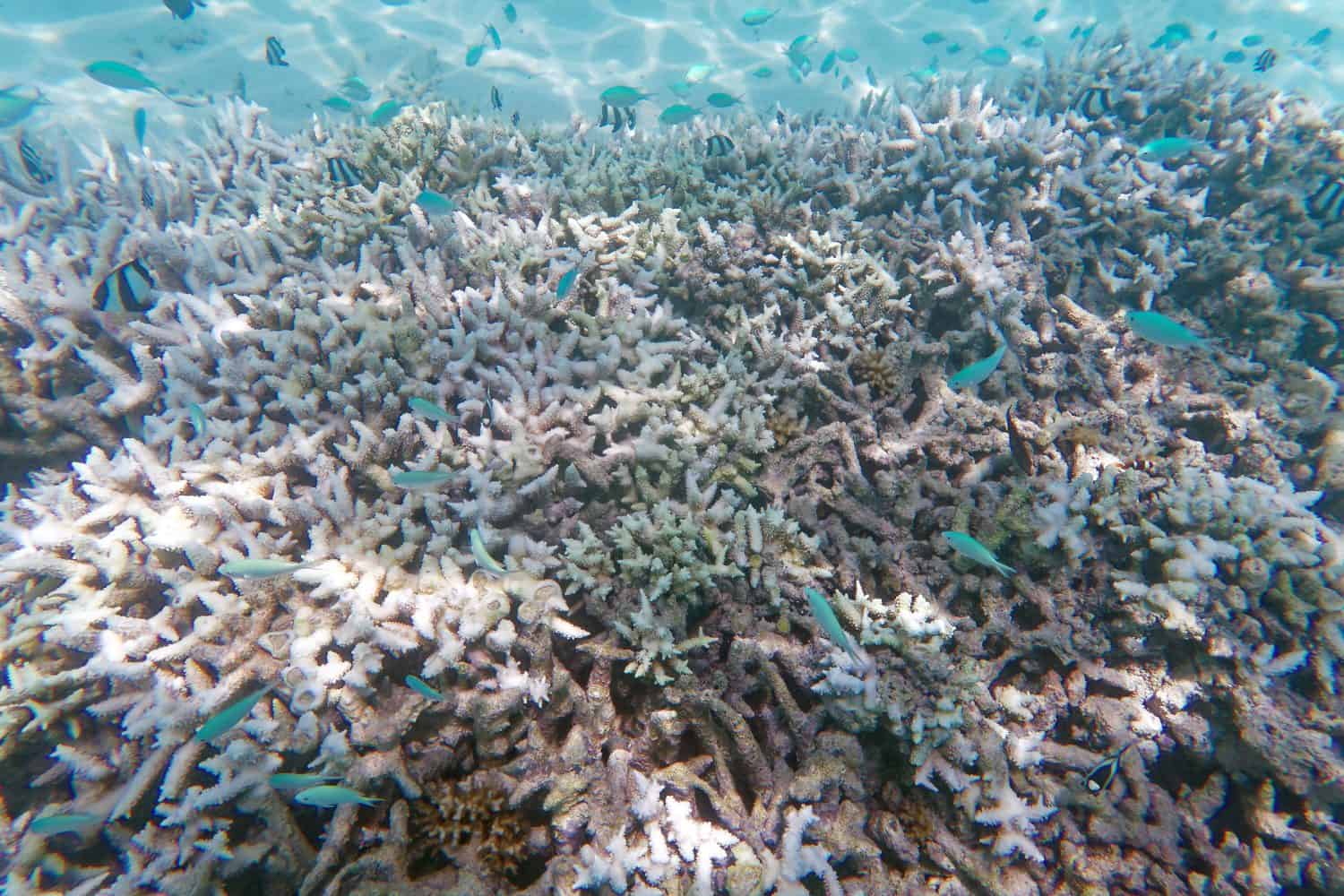 Six Remarkable Species That Call Volcanoes Home - A-Z Animals