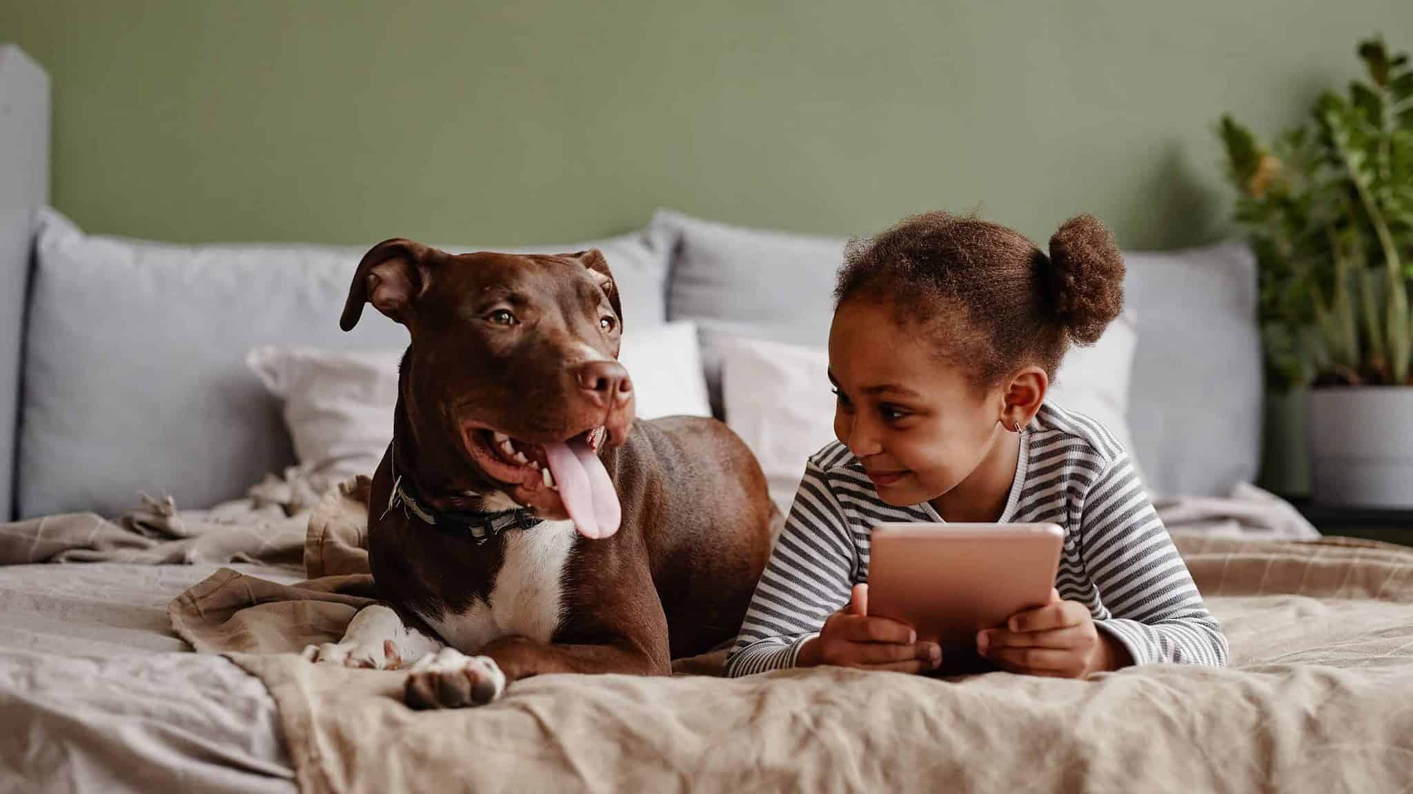 Male Pit Bull vs. Female Pit Bull: 5 Key Differences - A-Z Animals
