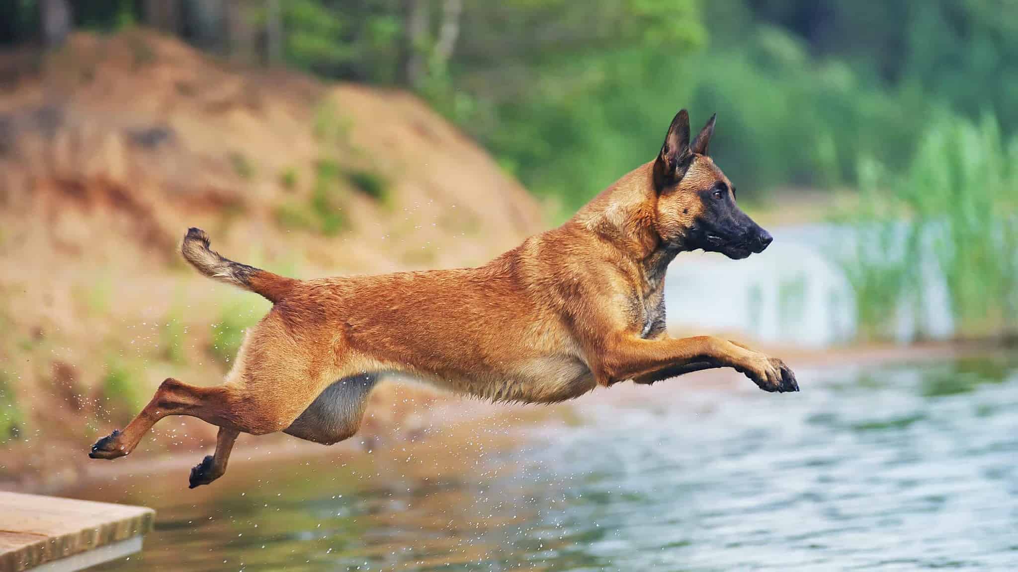 Belgian Malinois - The Perfect Guard Dog? - A-Z Animals Slideshows