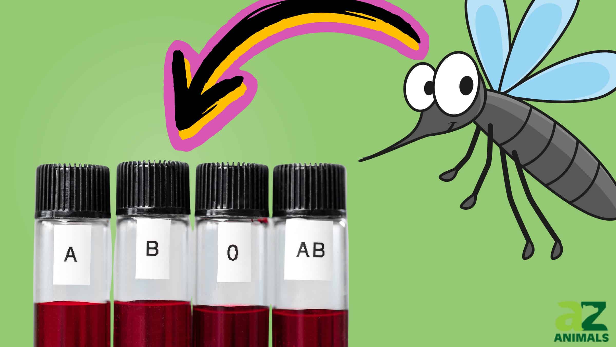 The Blood Type Mosquitoes Like Best - A-Z Animals