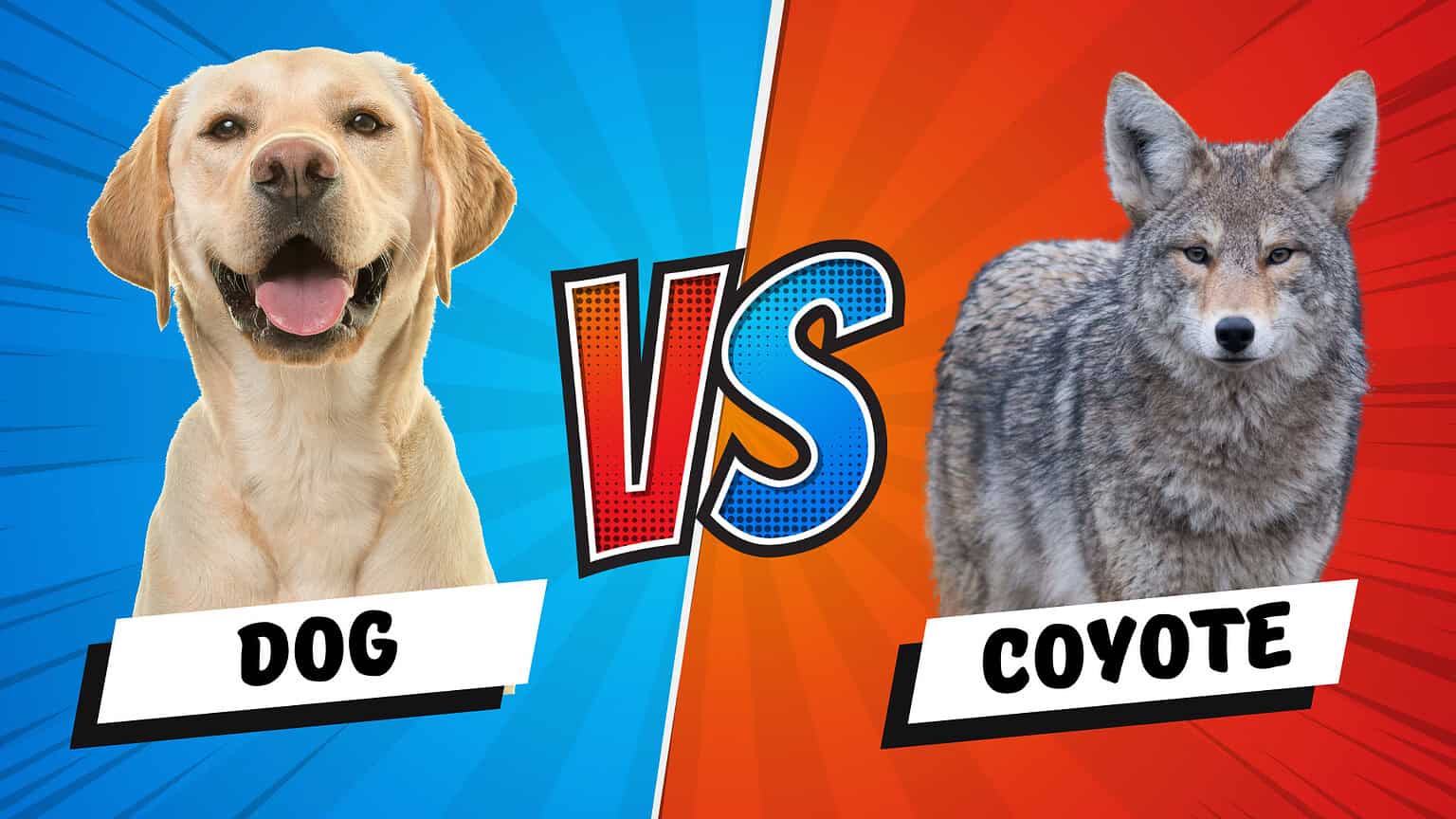 Maremma Sheepdog Vs Great Pyrenees: Top Key Differences - A-Z Animals