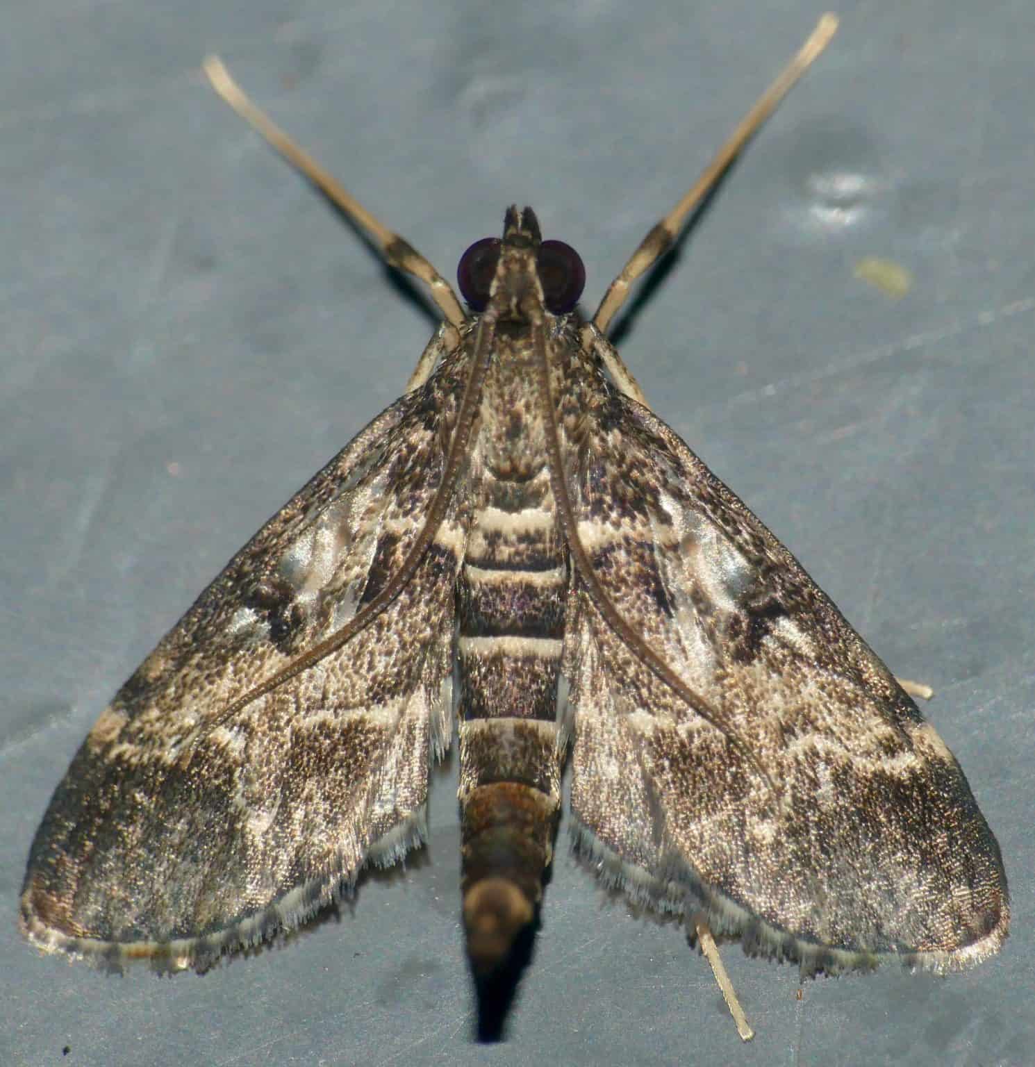 The Most Destructive Invasive Insects in America - A-Z Animals Slideshows