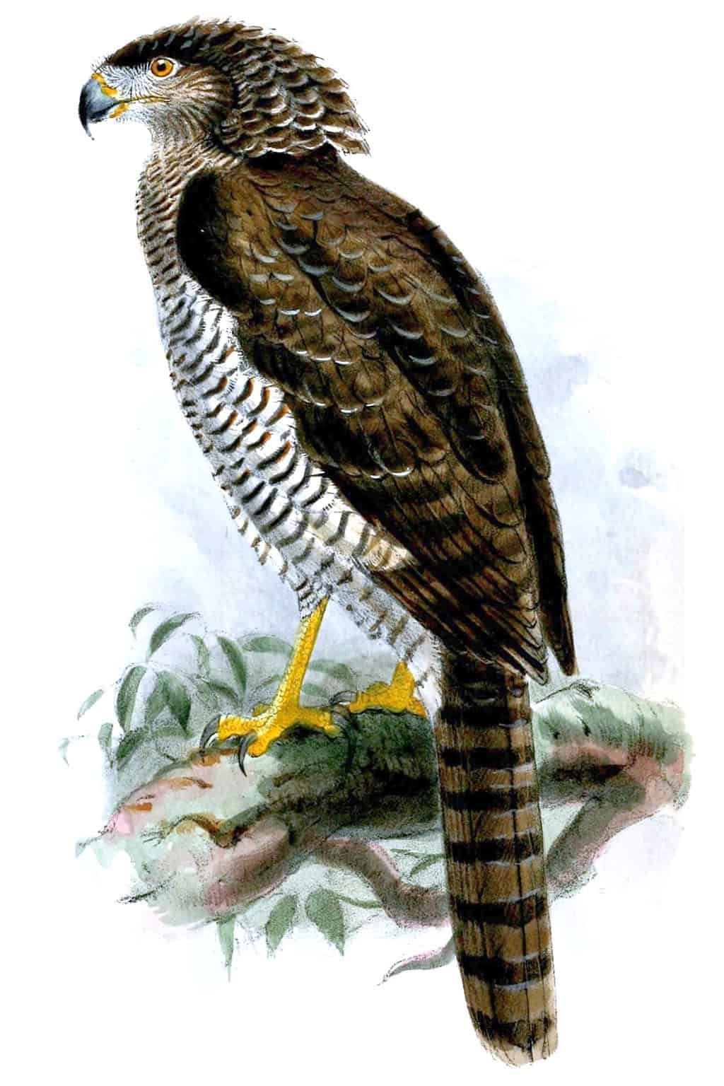 26 Animals Scientists Know Very Little About - A-Z Animals