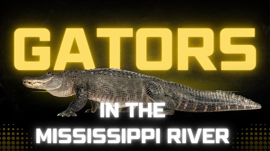 Are There Alligators in the Mississippi River? - A-Z Animals
