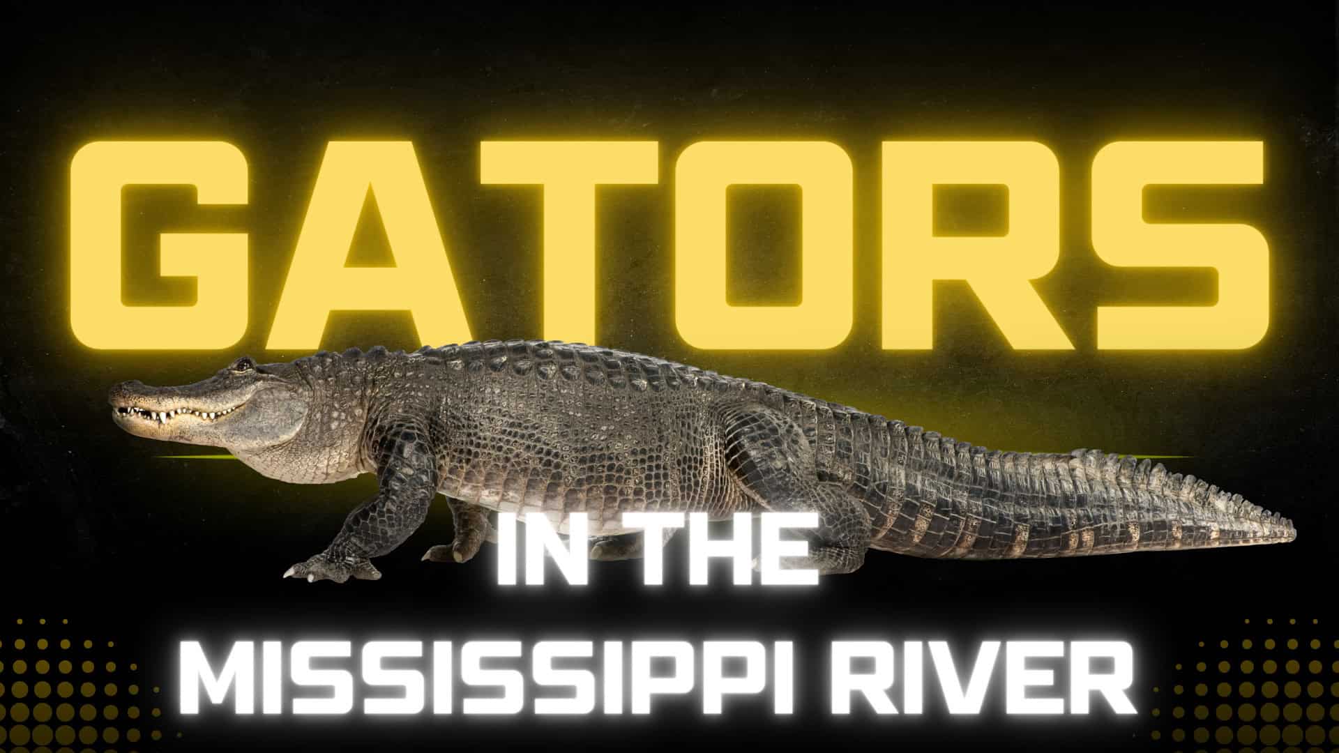 Alligators in the Mississippi River: Just How Dangerous Is It? - A-Z ...