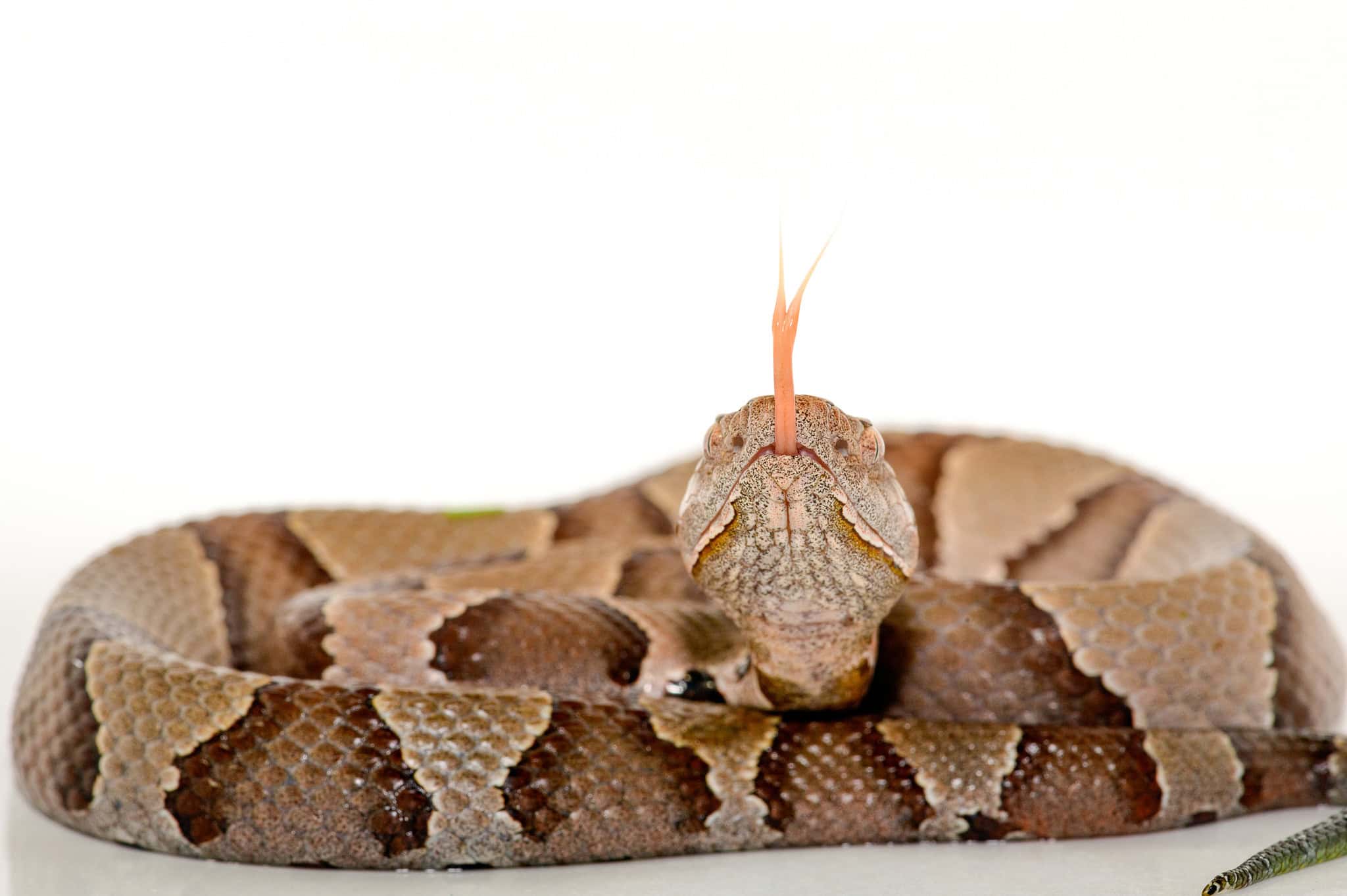 Copperhead vs Banded Water Snake: What are the Differences? - A-Z Animals