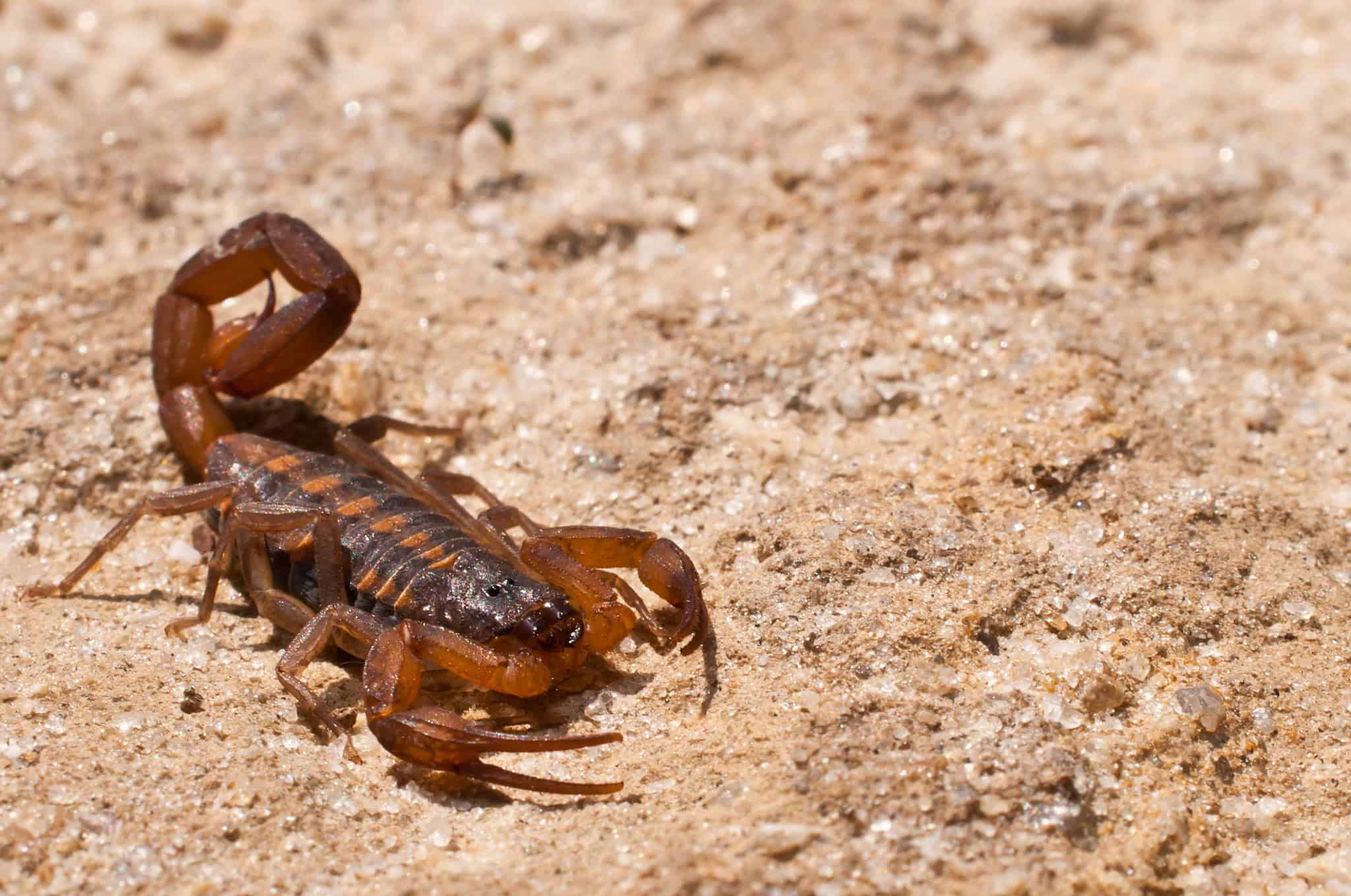 What Do Scorpions Eat? - A-Z Animals