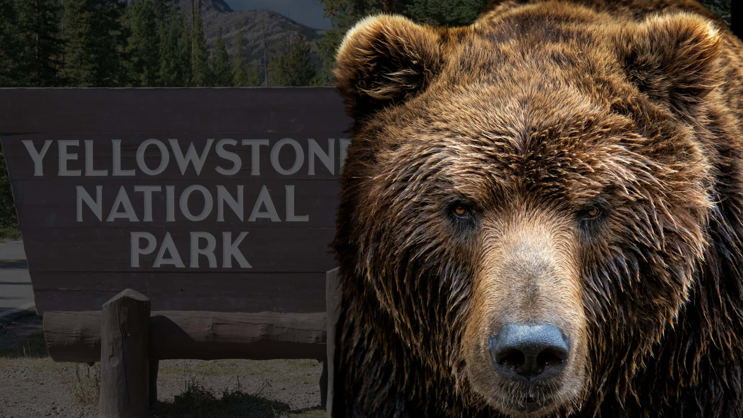 Meet the Biggest Grizzly Ever to Roam Yellowstone - A-Z Animals