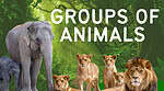 Groups of Animal Names: The Big List of Collective Nouns - A-Z Animals