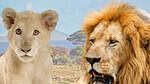 How Long Do Lions Live? Discover the Average Lifespan + The Oldest Lion ...