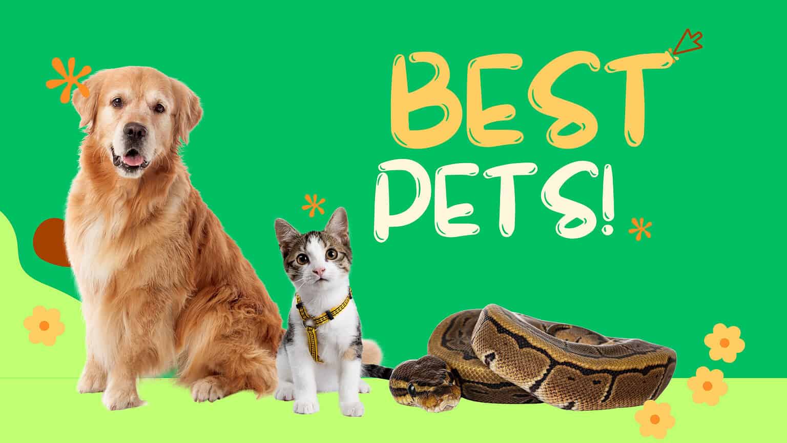 Ranking Our 10 Best Animals to Keep as Pets in 2024 - A-Z Animals