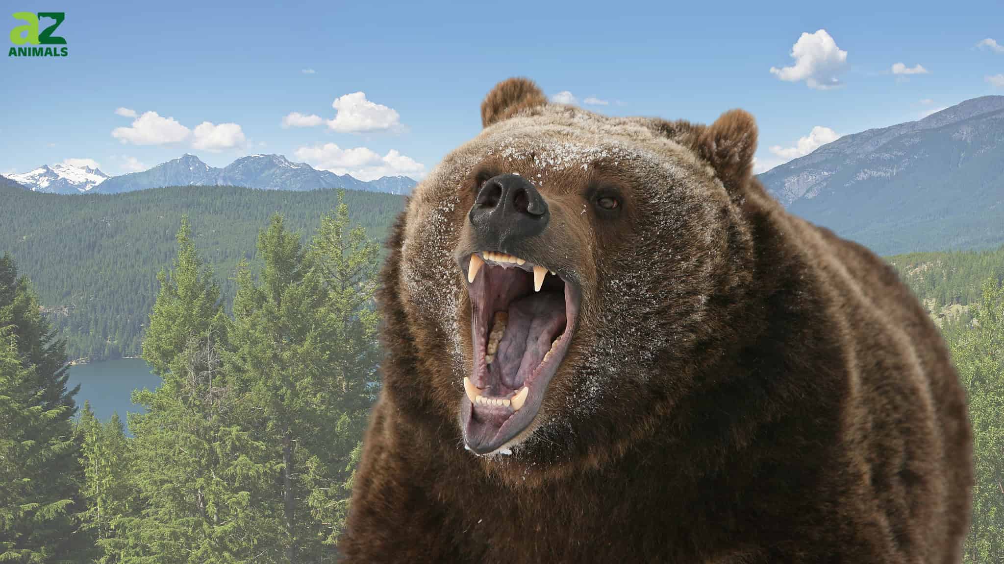 Grizzly Bears: Apex Predators with a Plant-Based Preference - A-Z Animals