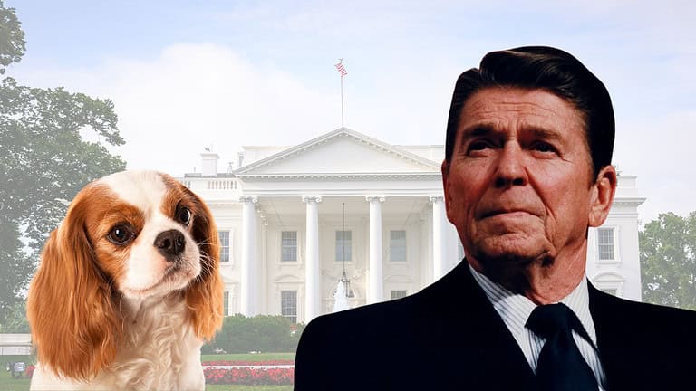 The Story of Rex: The "First Dog" to President Ronald Reagan - A-Z Animals