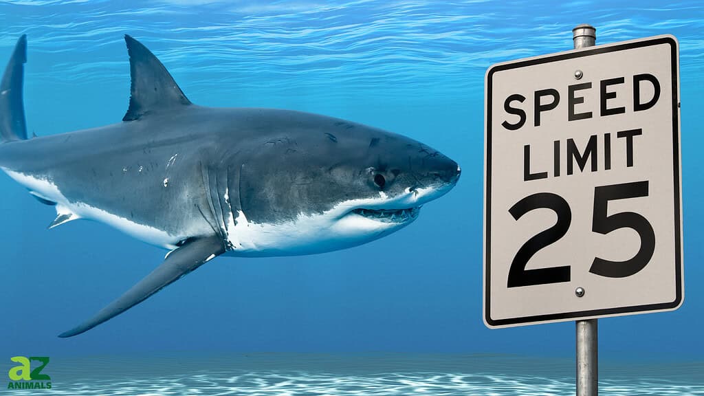 How Fast Are Great White Sharks? See How They Compare to the Ocean's ...