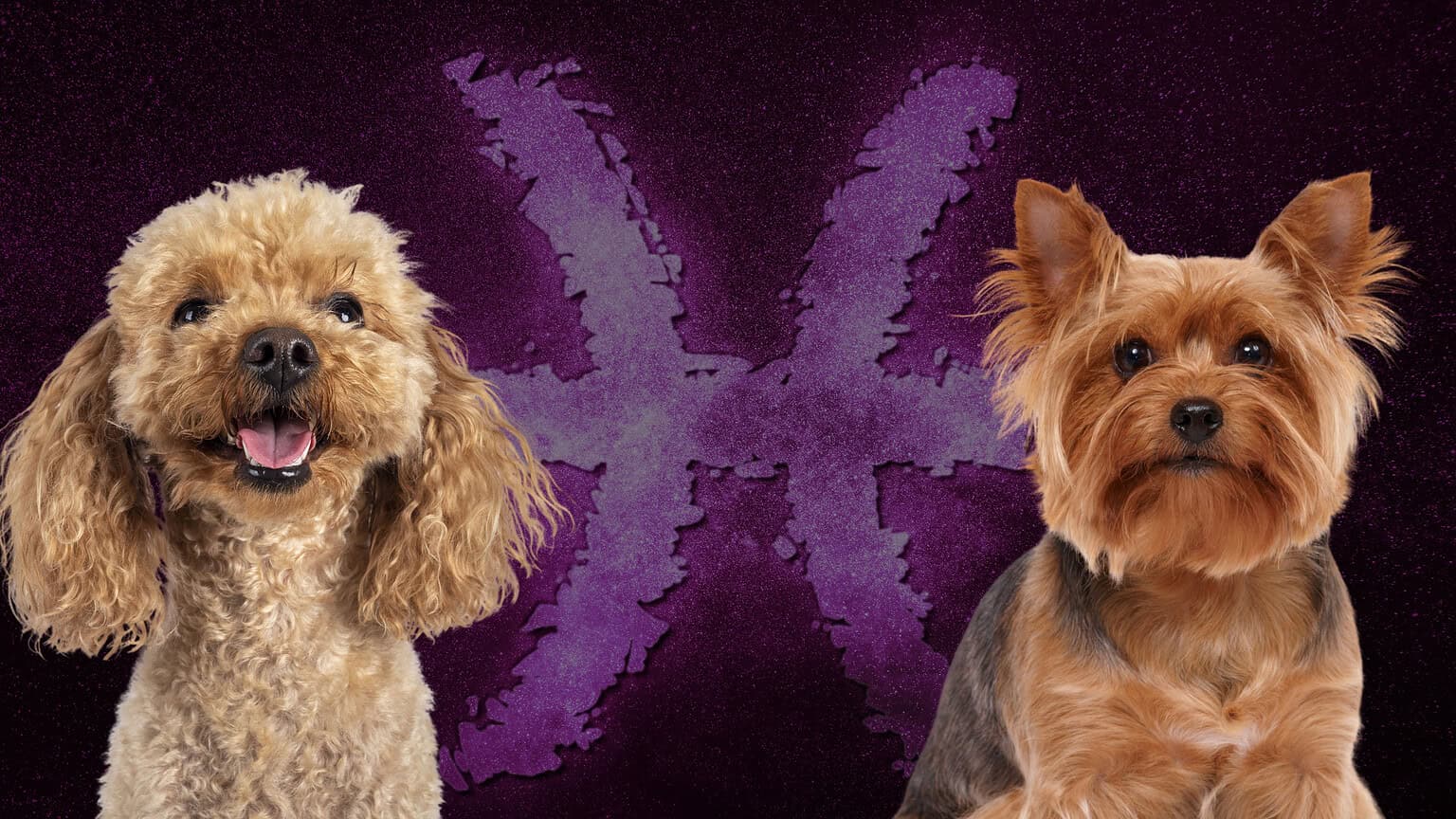 August Croft, Author at A-Z Animals