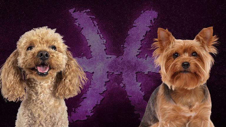 The 11 Best Dog Breeds for a Pisces - A-Z Animals