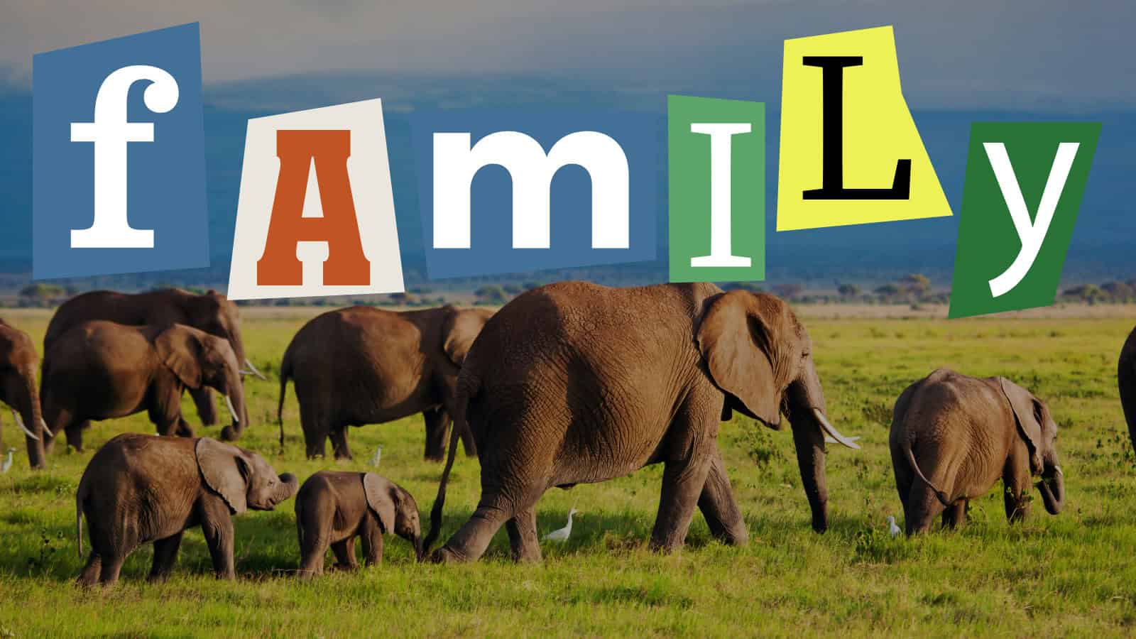 12 Amazing Animals That Live and Travel in Packs - A-Z Animals