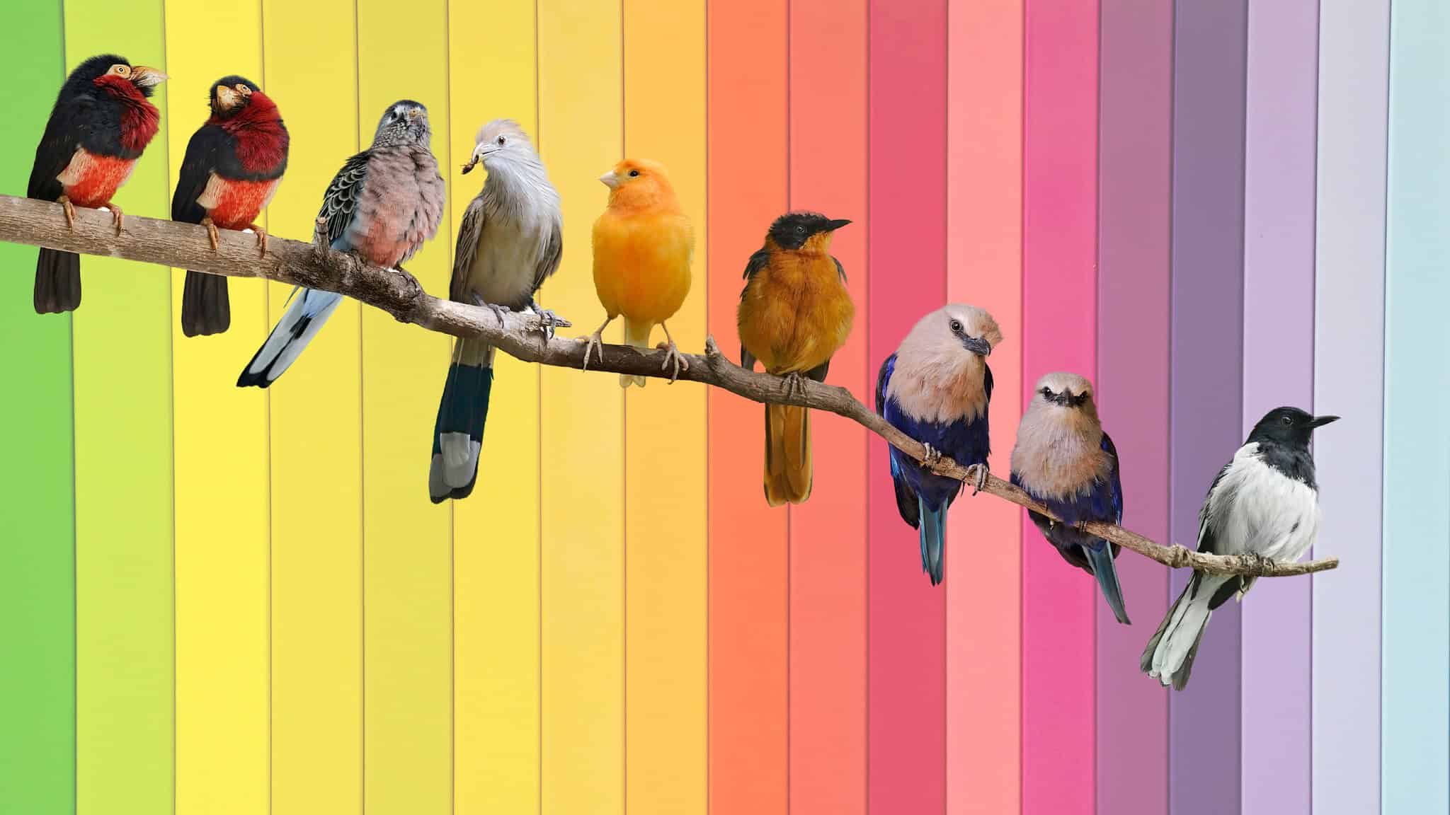 Which type of Bird are you? - A-Z Animals