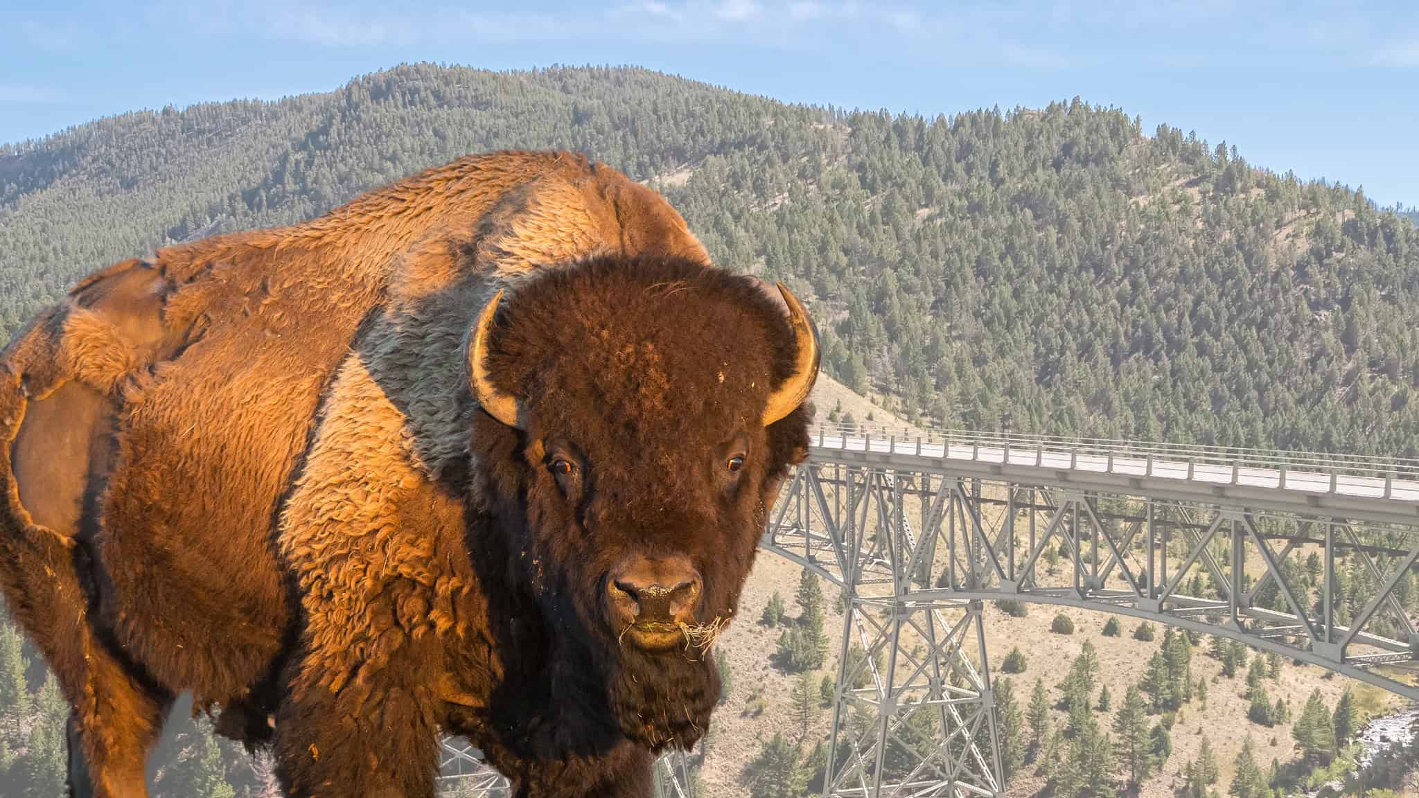 More Than a Symbol: The Surprising Reason Utah Reintroduced Bison to ...